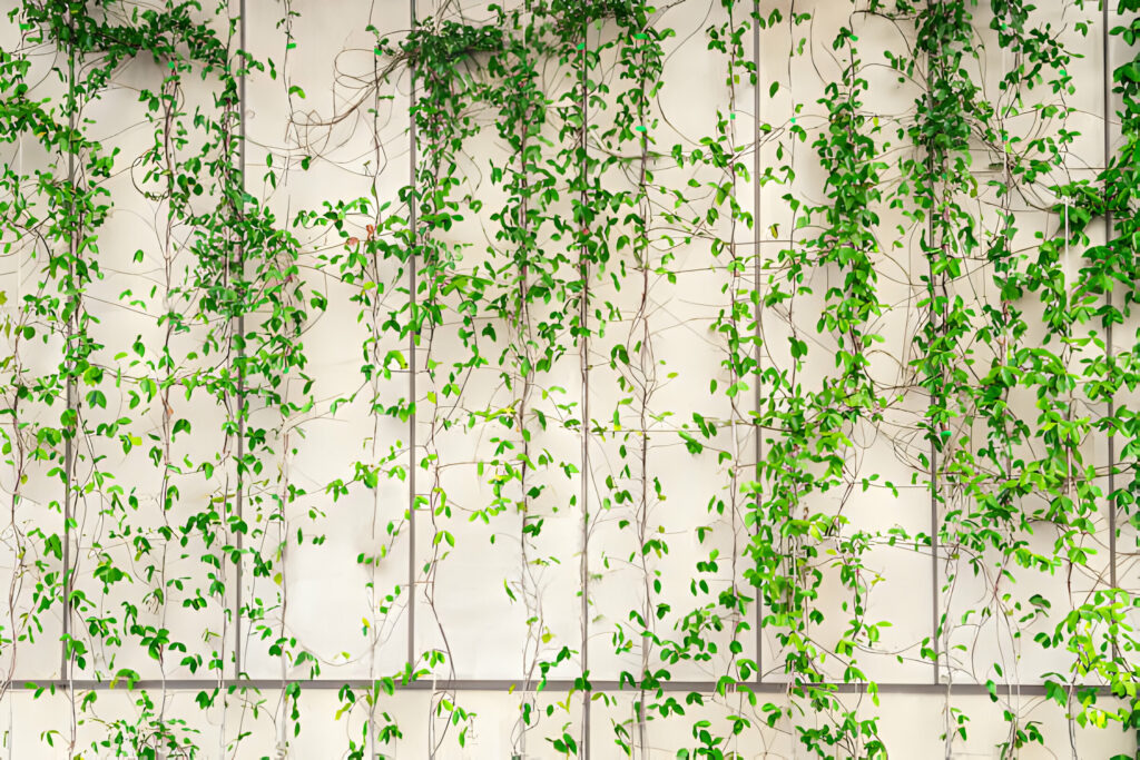 7 Jenis Tanaman Rambat Dinding Yang Banyak Diminati - GoGreen Garden